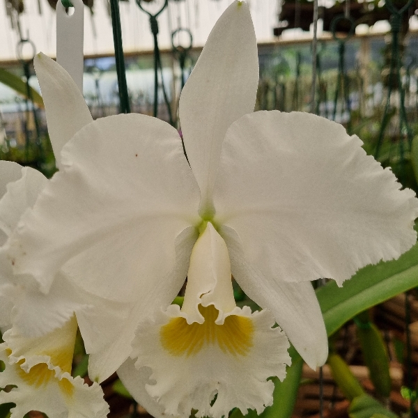 Cattleya labiata alba (adulta) - Münchow Orchids