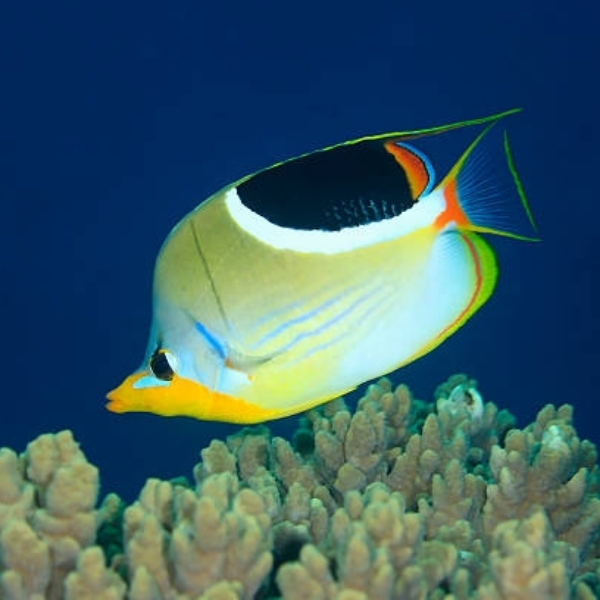 Peixe Borboleta seddleback - Ocean Bio Reef